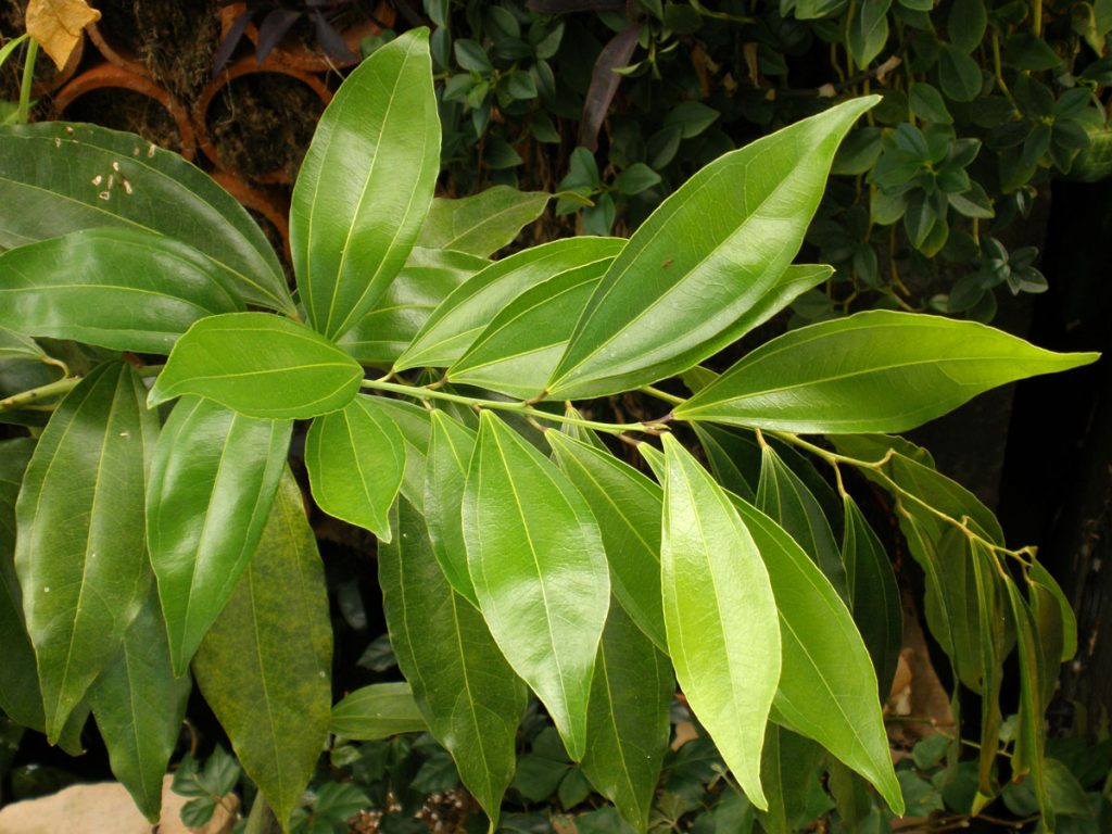 Cocculus – Andean – Flowers And Fruits Of Colombia