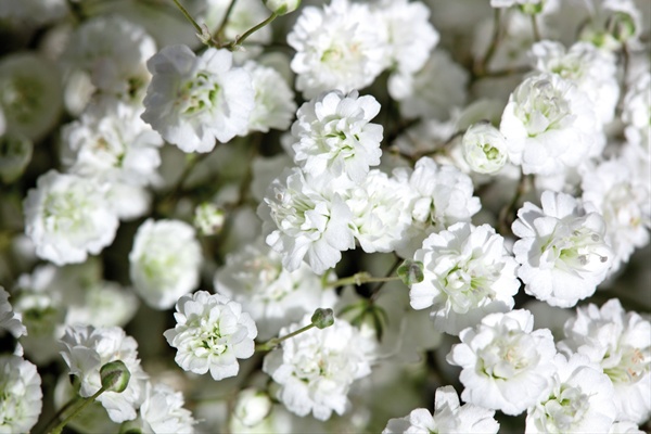 Gypsophila Festival White – Andean – Flowers And Fruits Of Colombia