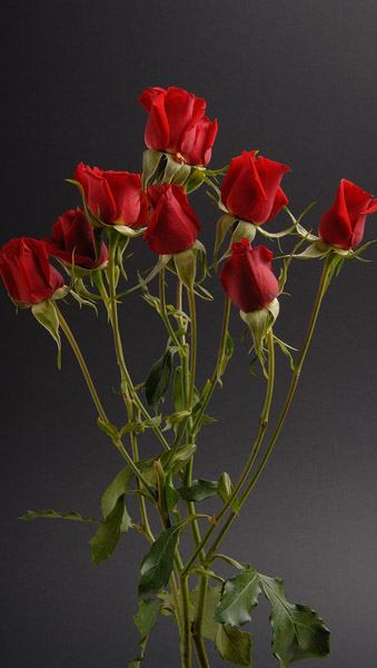 Scarlett – Andean – Flowers And Fruits Of Colombia