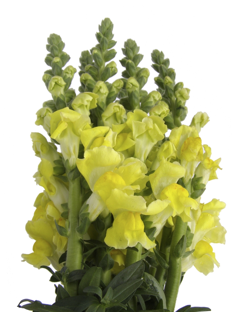 Snap Yellow – Andean – Flowers And Fruits Of Colombia